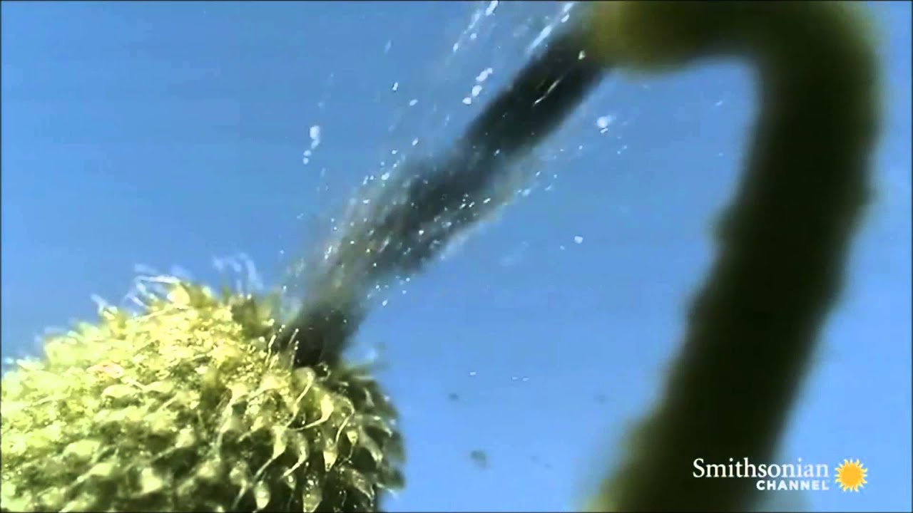 Plants Review Jeopardy Template